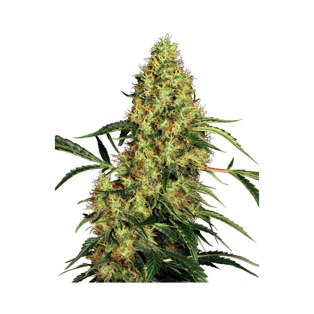 Mexican Sativa Seeds – Energetic, Easy & Mold Resistant