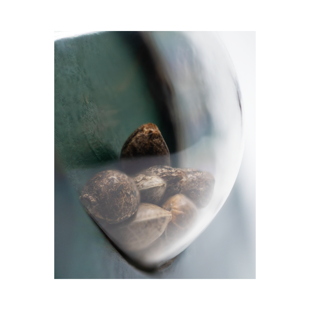 Mexican Sativa Seeds – Energetic, Easy & Mold Resistant