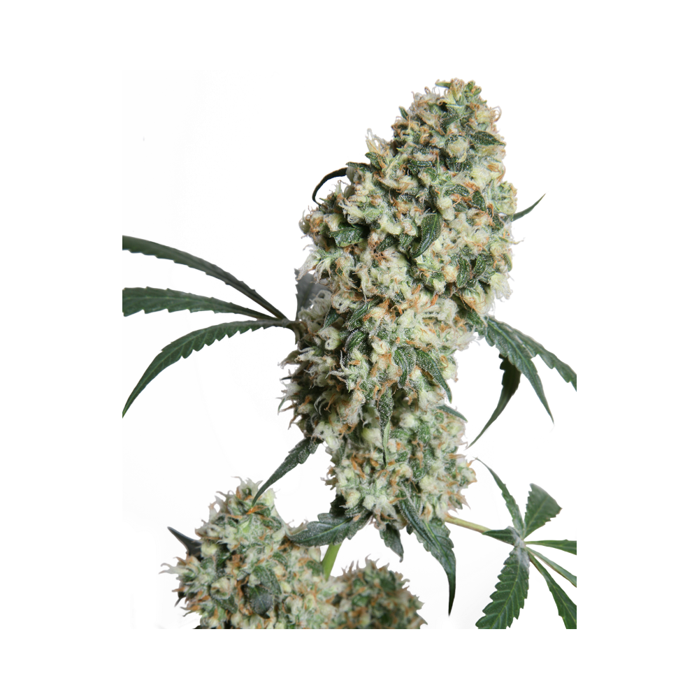 Ed Rosenthal Super Bud Seeds 50/50 – sweet pineapple & spicy aroma