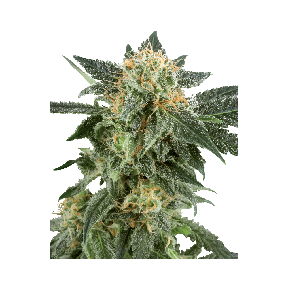 Snow Ryder Automatic: Compacte autoflower m/ rijke citrus aroma